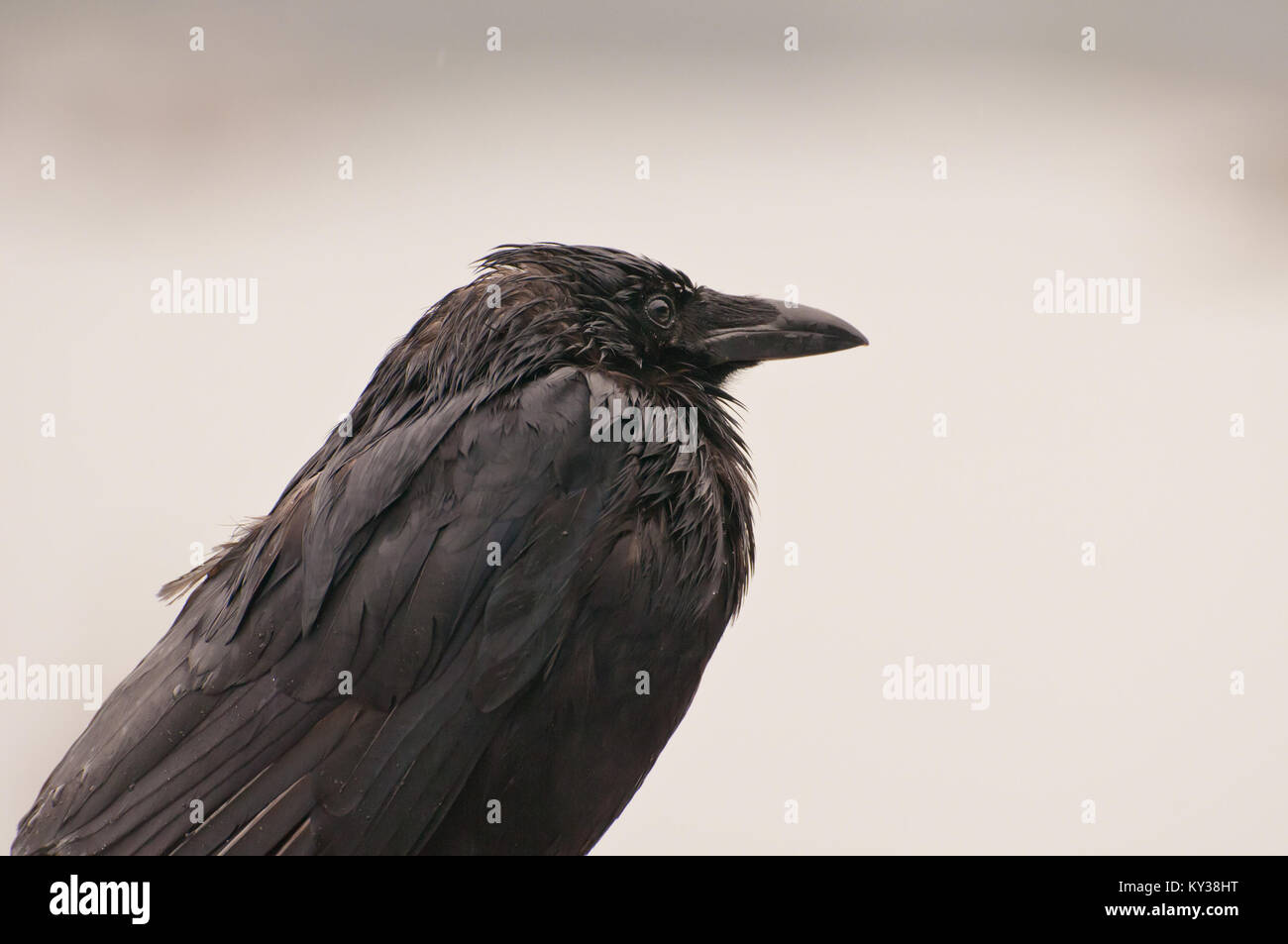 Closeup portrait shot of black crow perched Stock Photo - Alamy