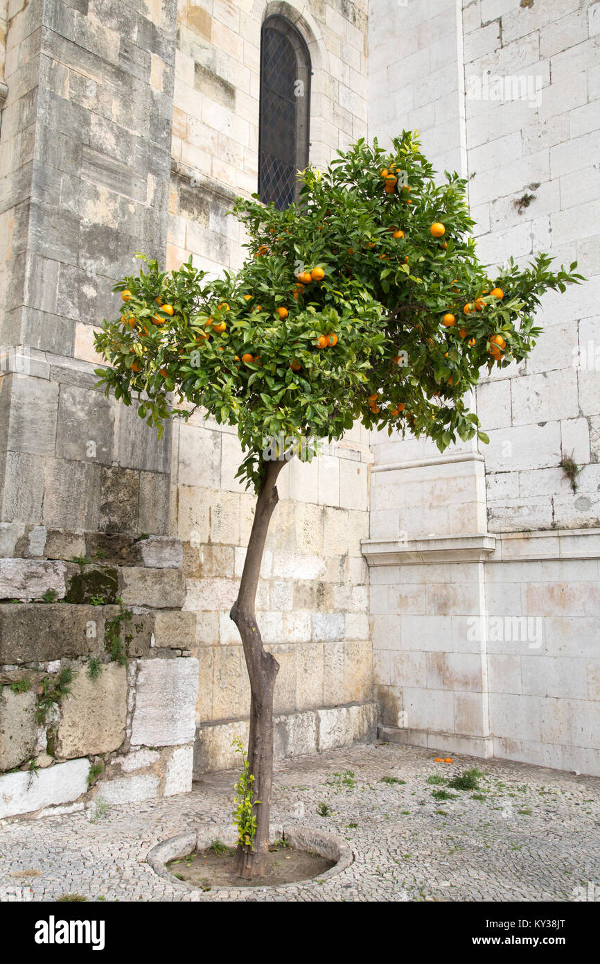 Orange Tree outside Cathedral, Lisbon; Portugal Stock Photo - Alamy