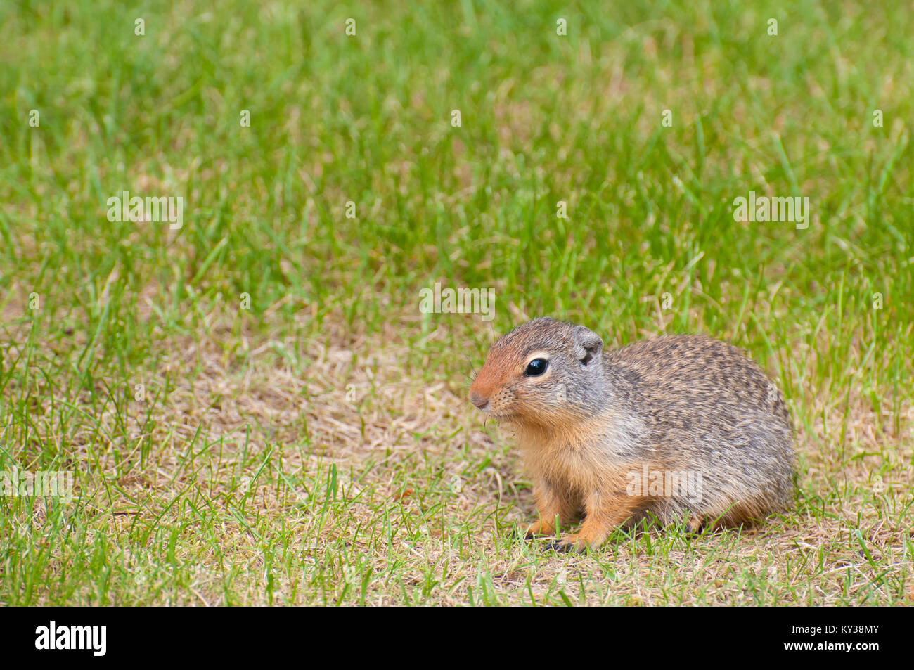 Shot of brown chipmunk with blank space Stock Photo - Alamy