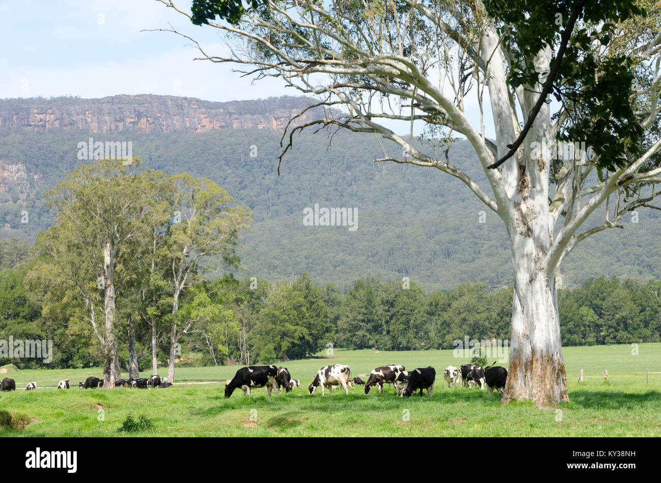 Kangaroo Valley, New South Wales, Australia Stock Photo - Alamy