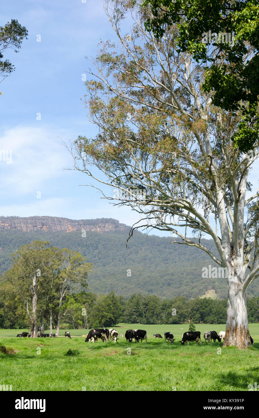 Kangaroo valley new south wales hi-res stock photography and images - Alamy