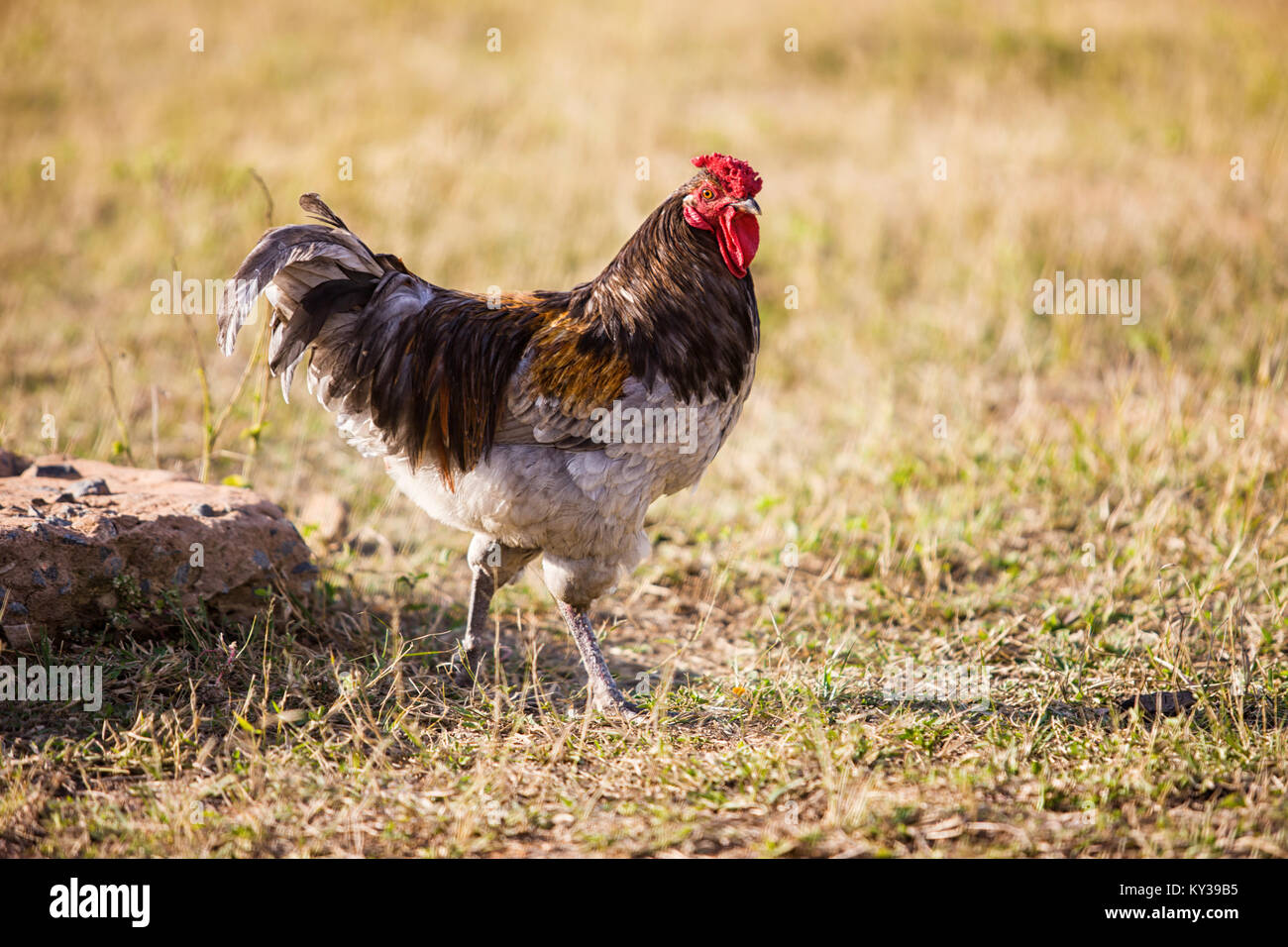 Typical African rooster roaming freely in the Botswana bush Stock Photo ...