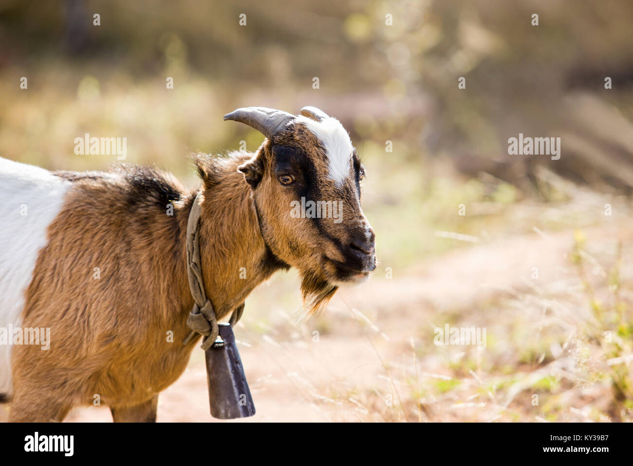 Typical African goat roaming freely in the Botswana bush Stock Photo ...