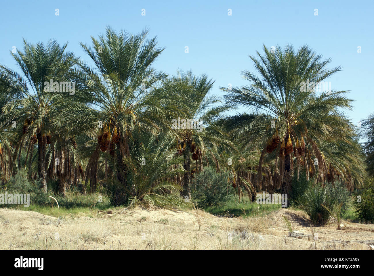 Orchard with palm trees in south part of unisia Stock Photo - Alamy