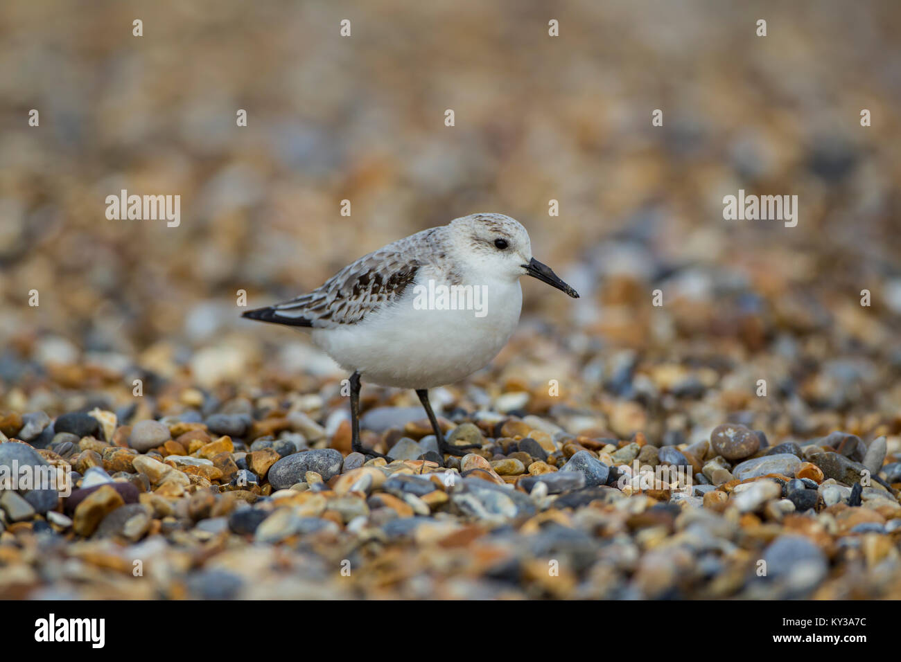 Sanderling Calidris alba close up on pebble foreshore Stock Photo - Alamy