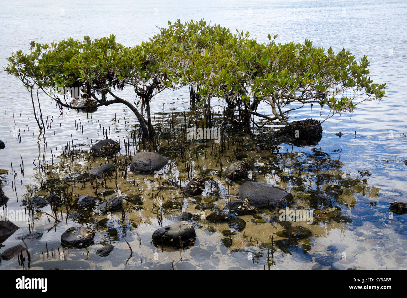 Estuary mangroves hi-res stock photography and images - Alamy