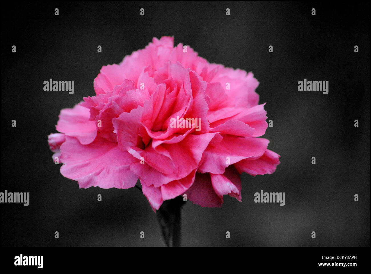 Single carnation hi-res stock photography and images - Alamy
