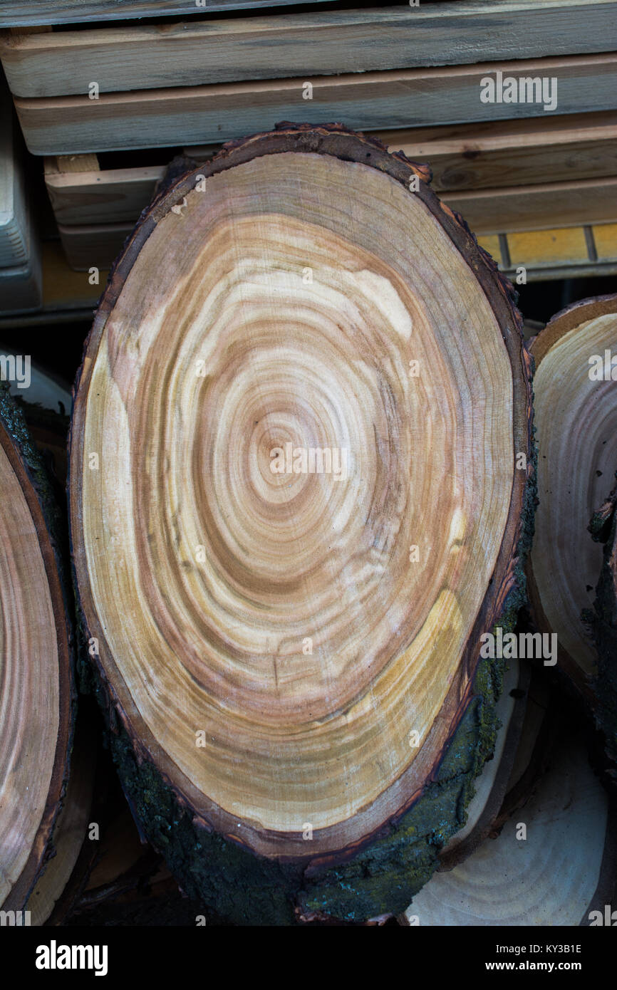 Wood Log cut in round thin pieces in view Stock Photo - Alamy