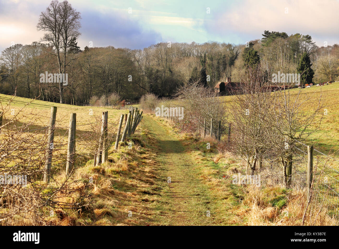 A footpath between fenced fields in the Chiltern Hills in England Stock ...