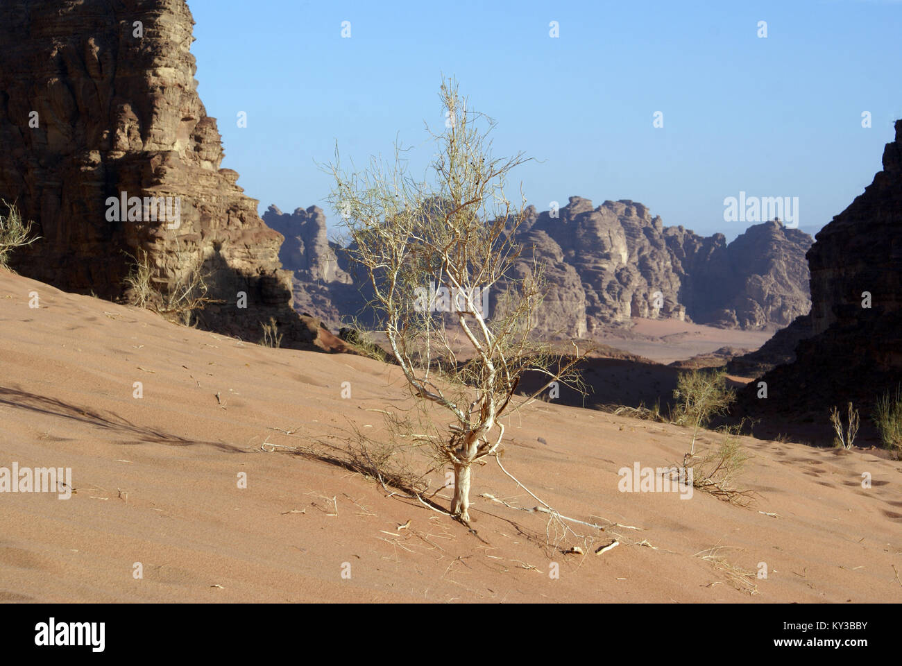 Sand, bush and mount in Wadi Rum desert, Jordan Stock Photo - Alamy
