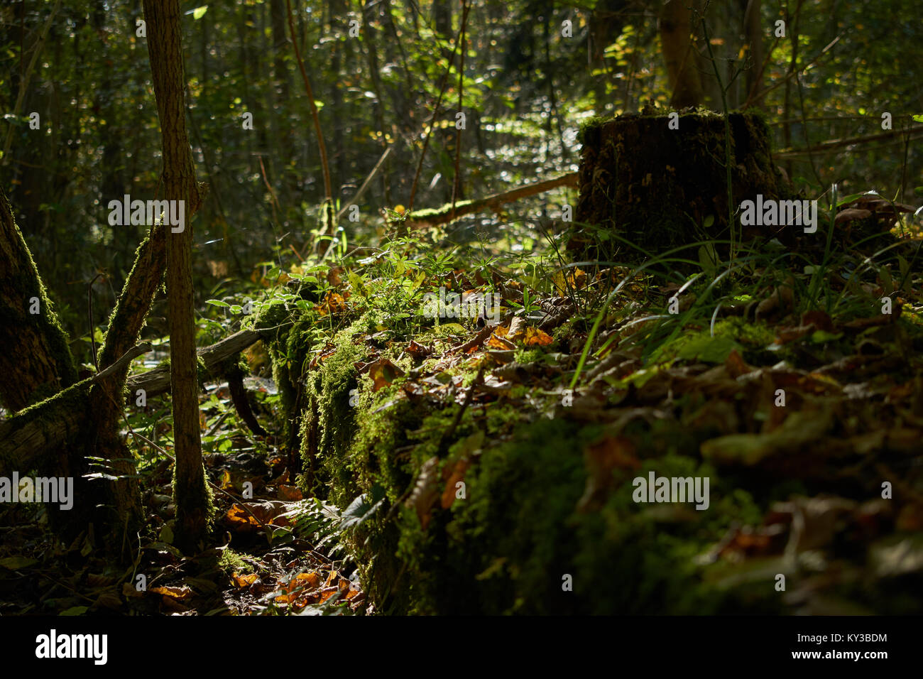 Moss vegetation hi-res stock photography and images - Alamy