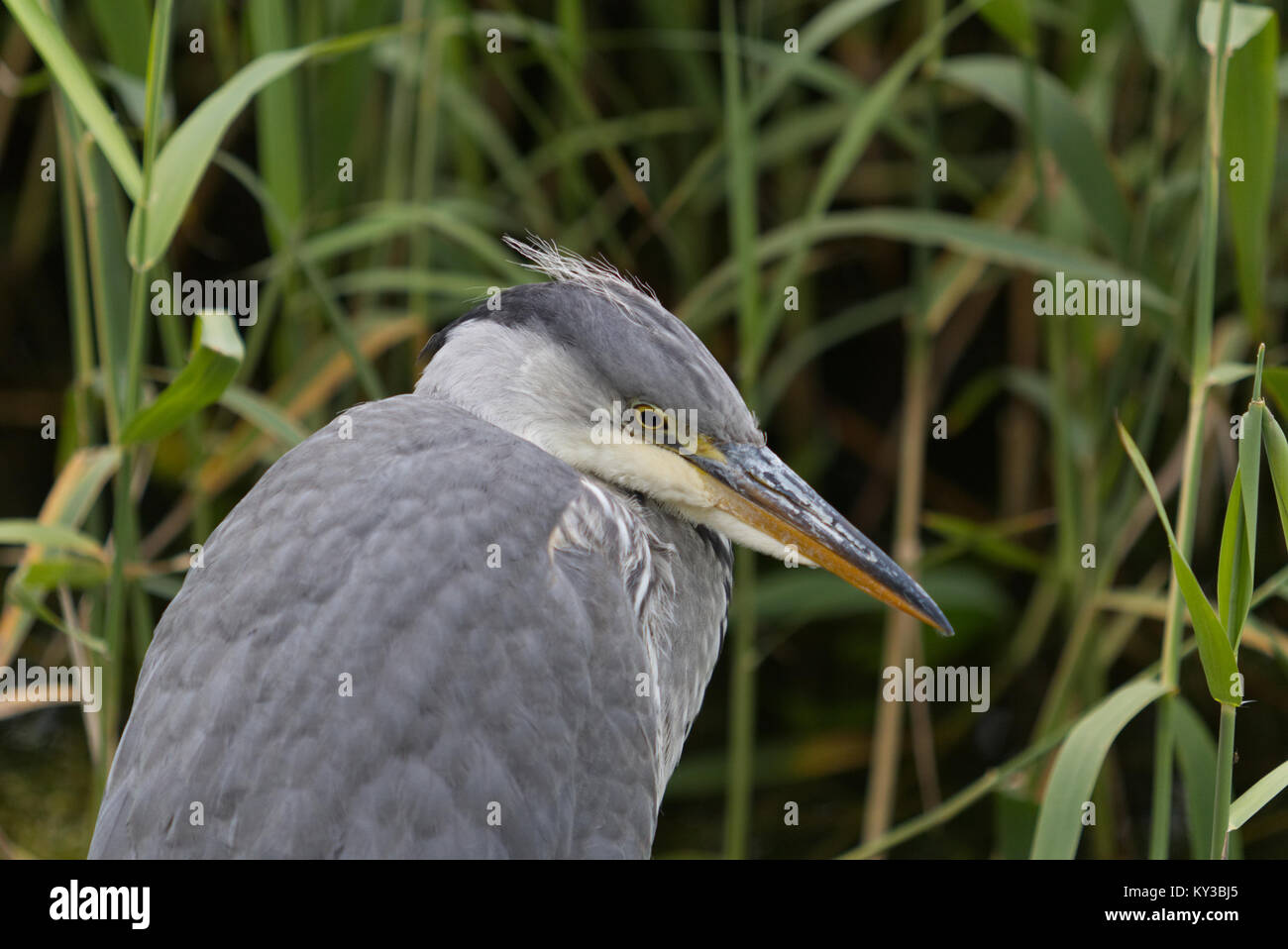Loch spynie hi-res stock photography and images - Alamy