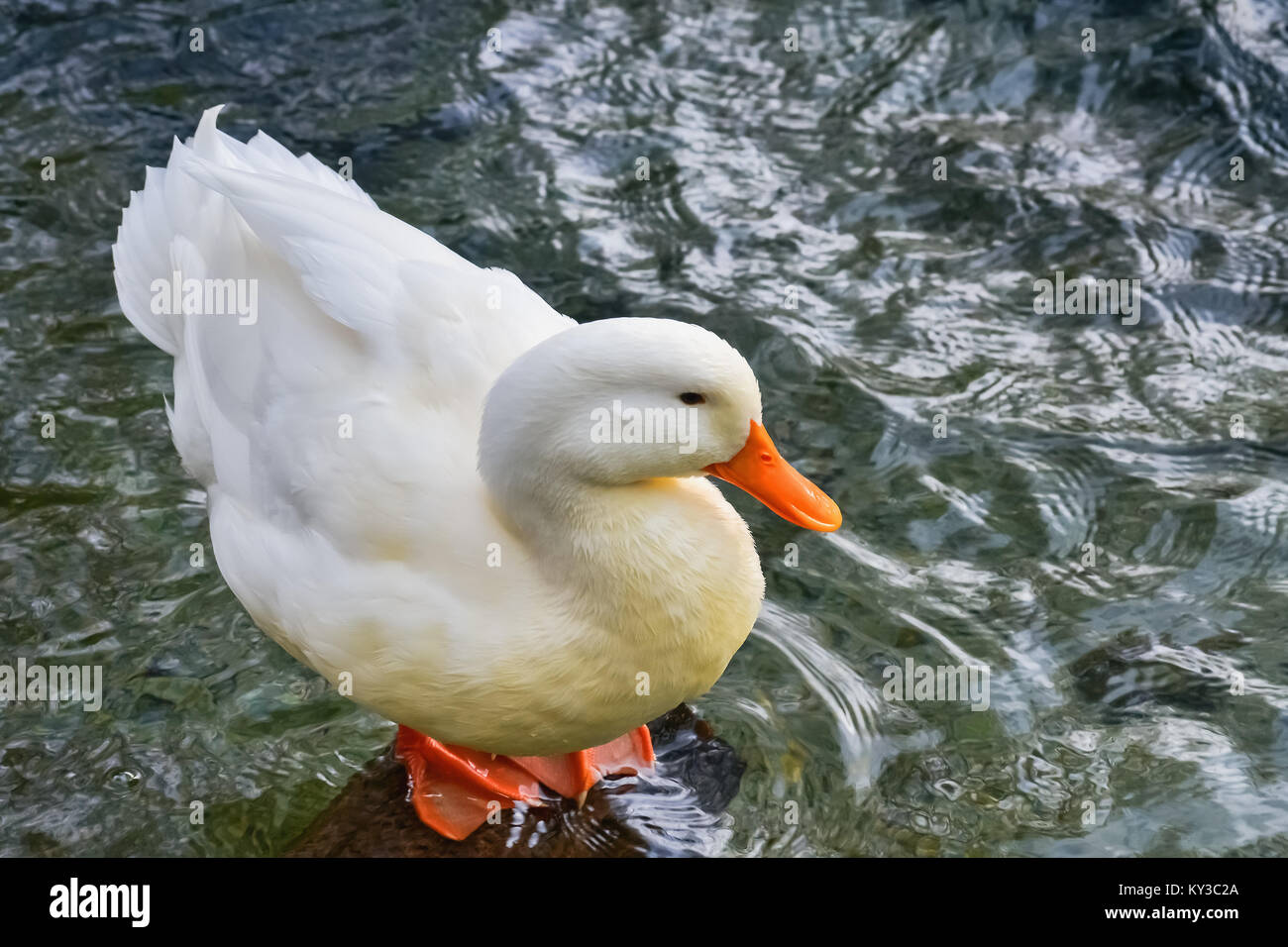 Closeup of a cute white duck standing on a stone in the water Stock ...