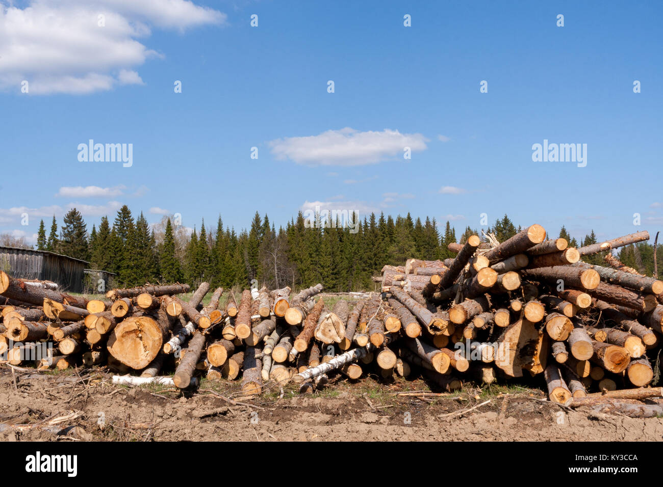 Pile of felled trees is lying on the ground on background of forest and ...