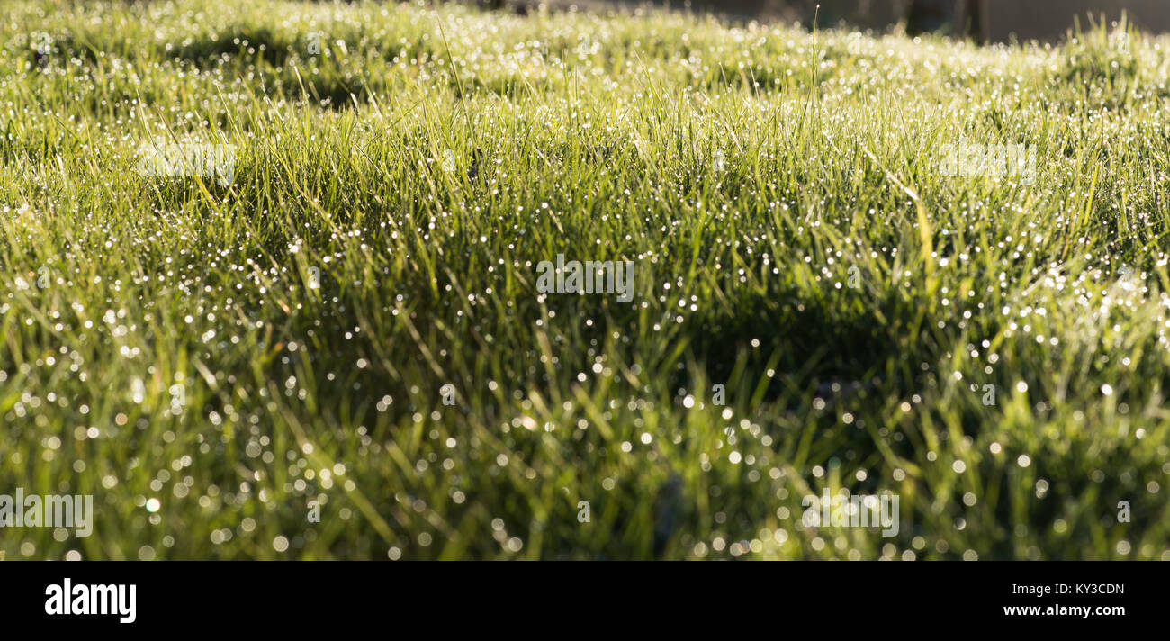 Dew drops on the grass following a very foggy night pick up the early ...