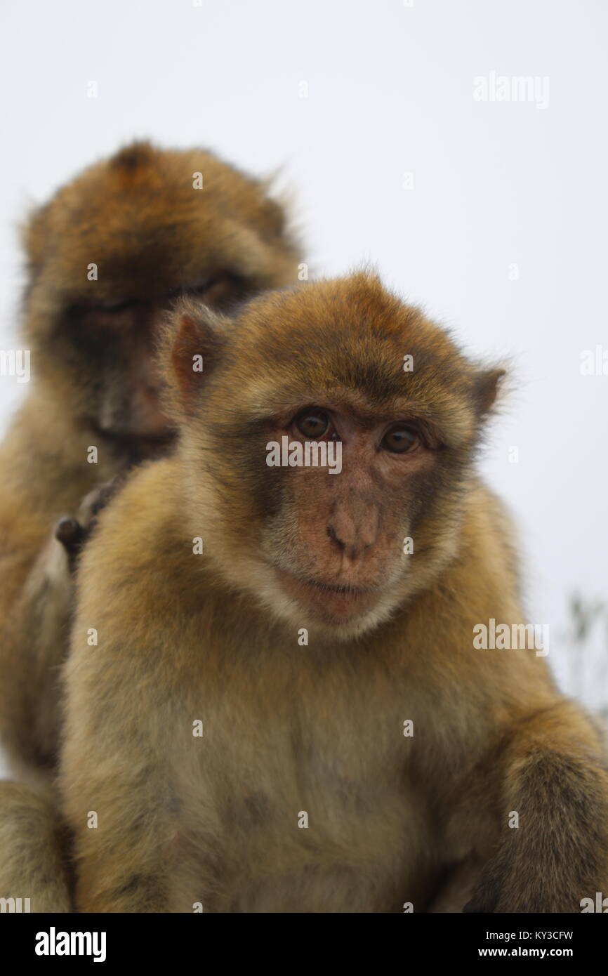 apes posing for the camera Stock Photo - Alamy