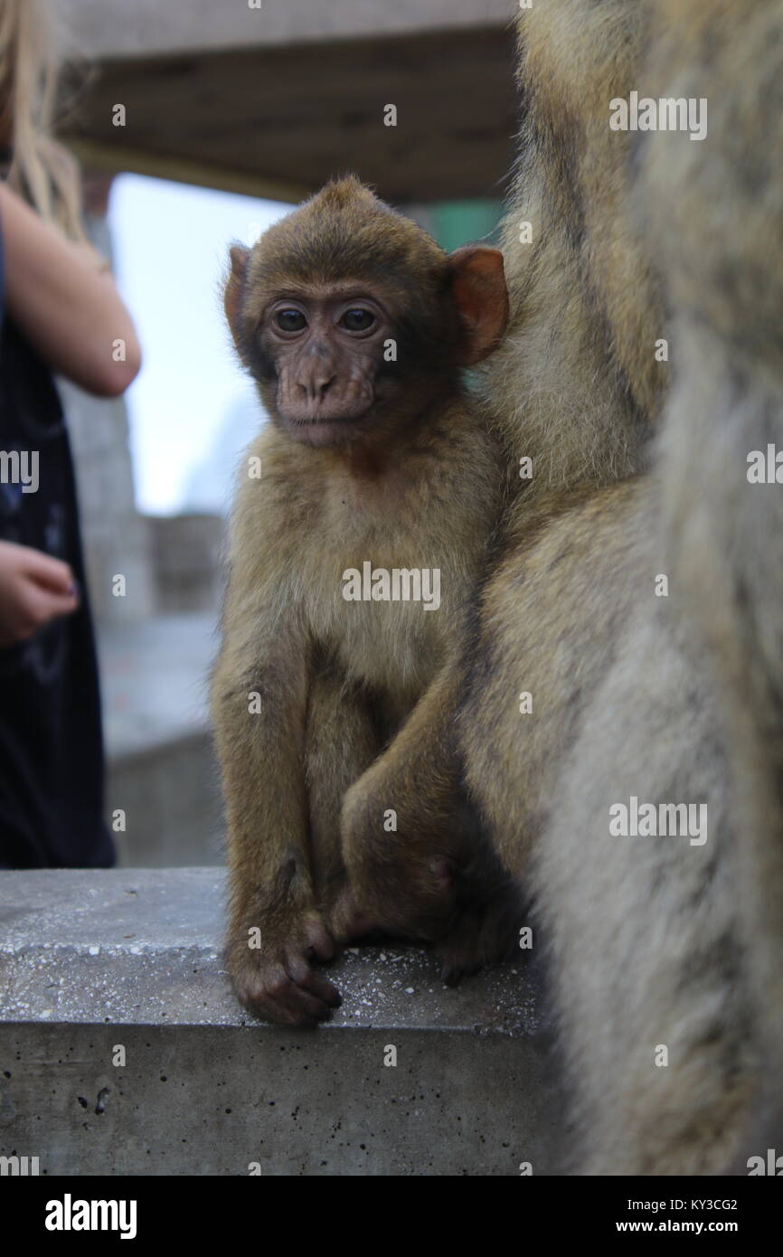 apes posing for the camera Stock Photo - Alamy