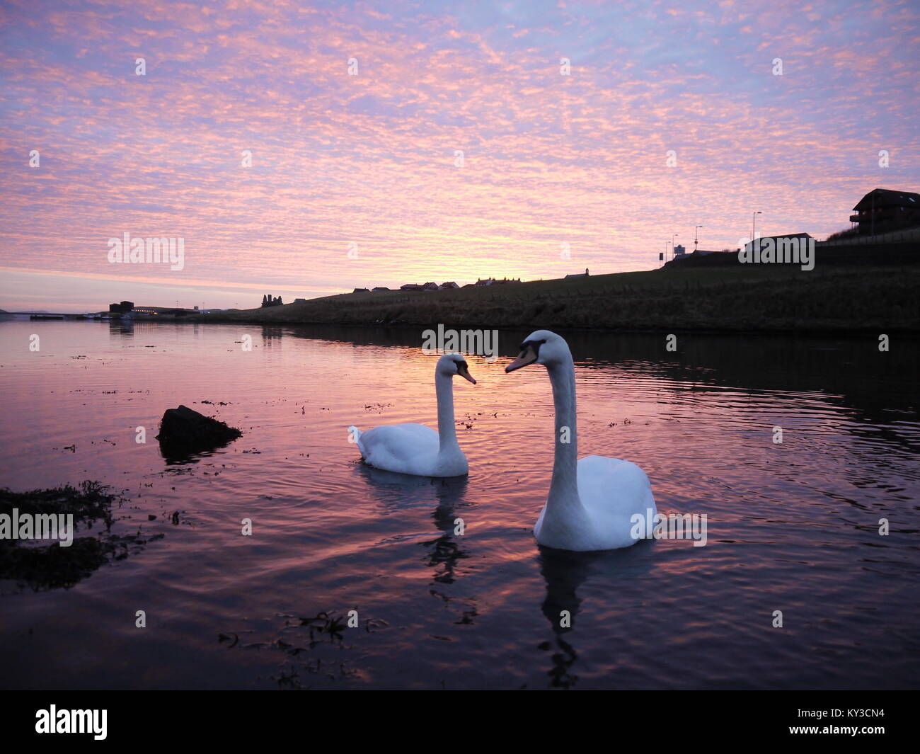 swans in sea at sunset Stock Photo - Alamy
