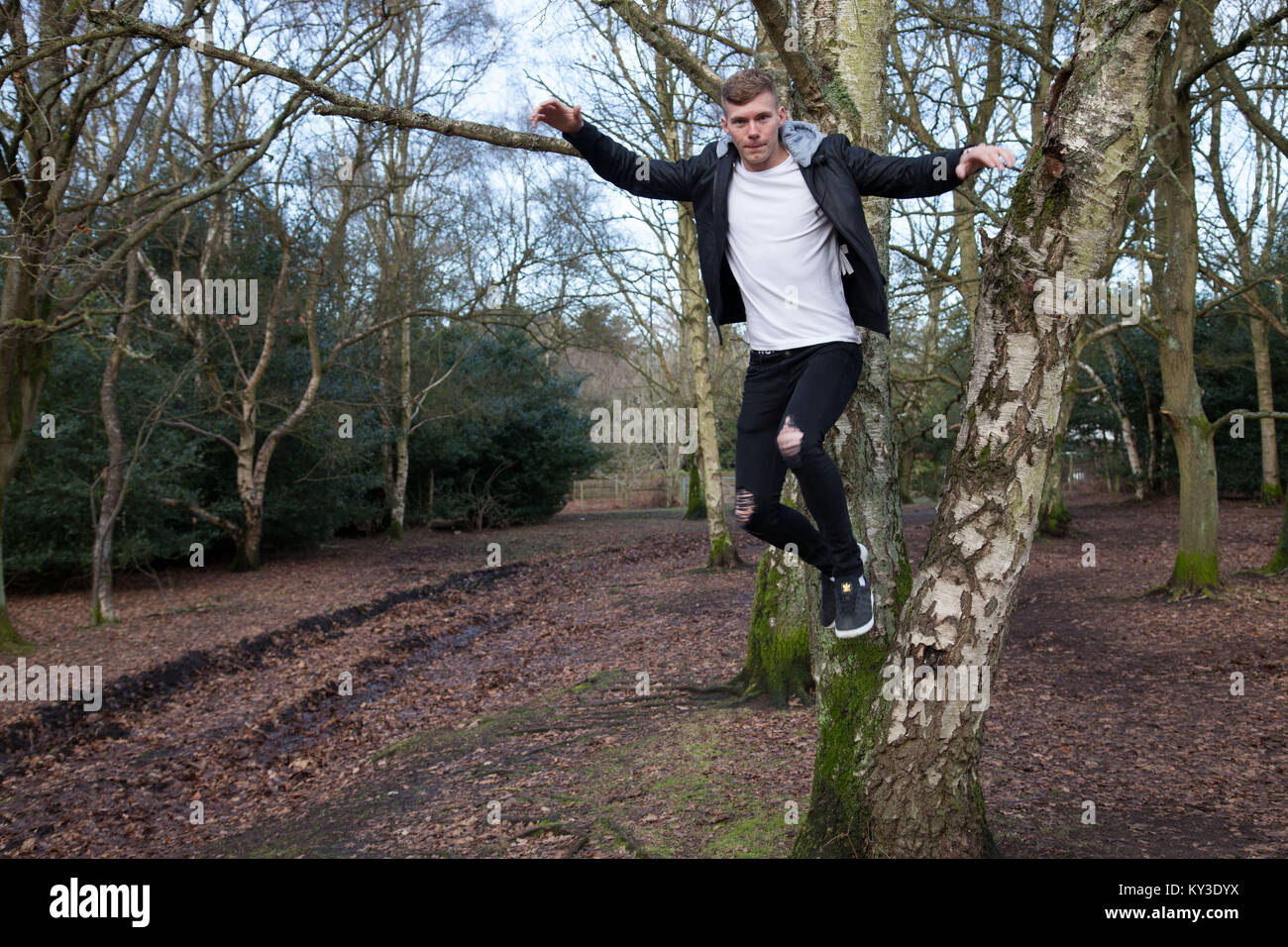Blonde good looking Caucasian young man jumping out of a tree in Sutton ...