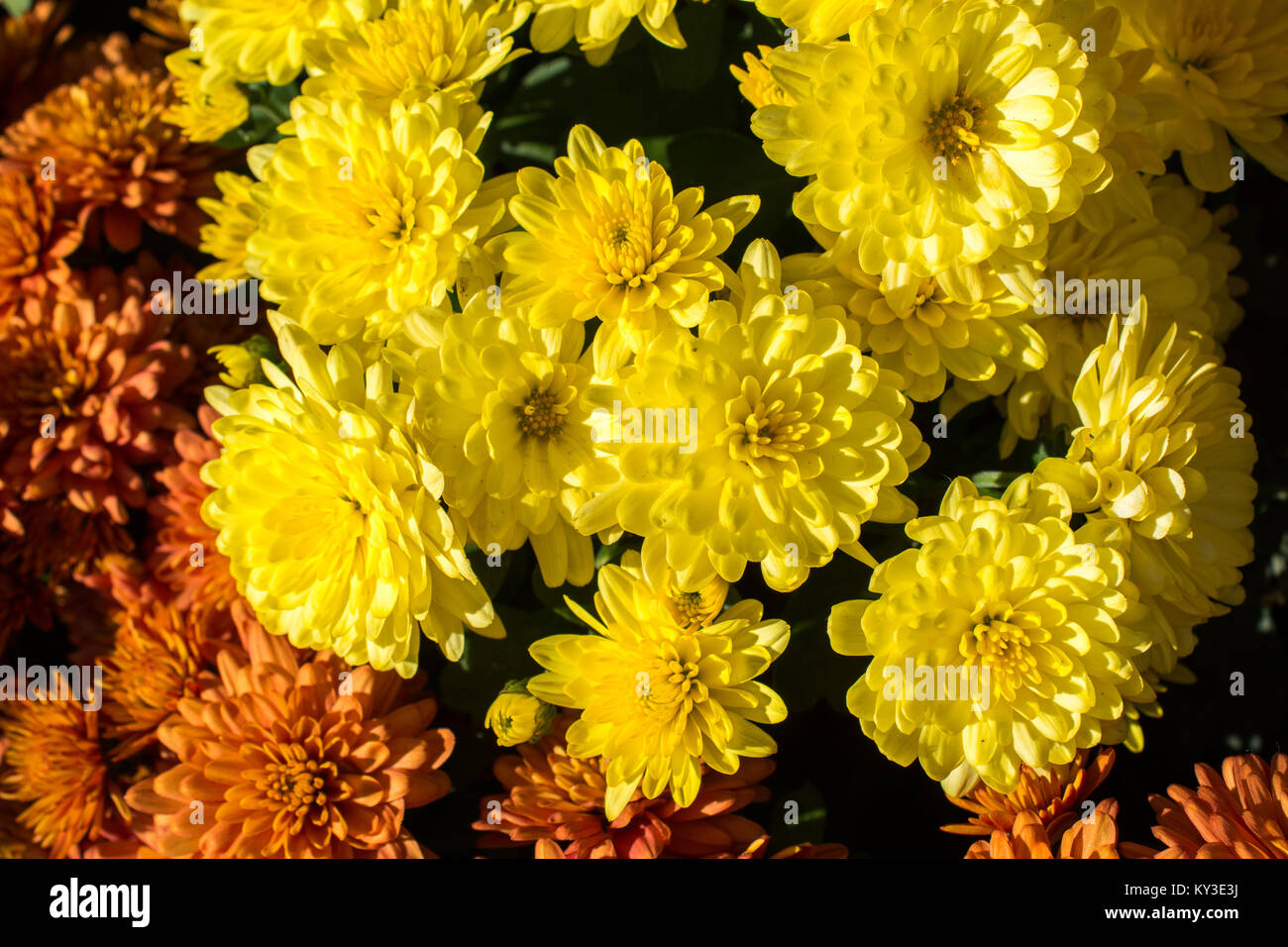 Beautiful fresh flowers as a background Stock Photo - Alamy