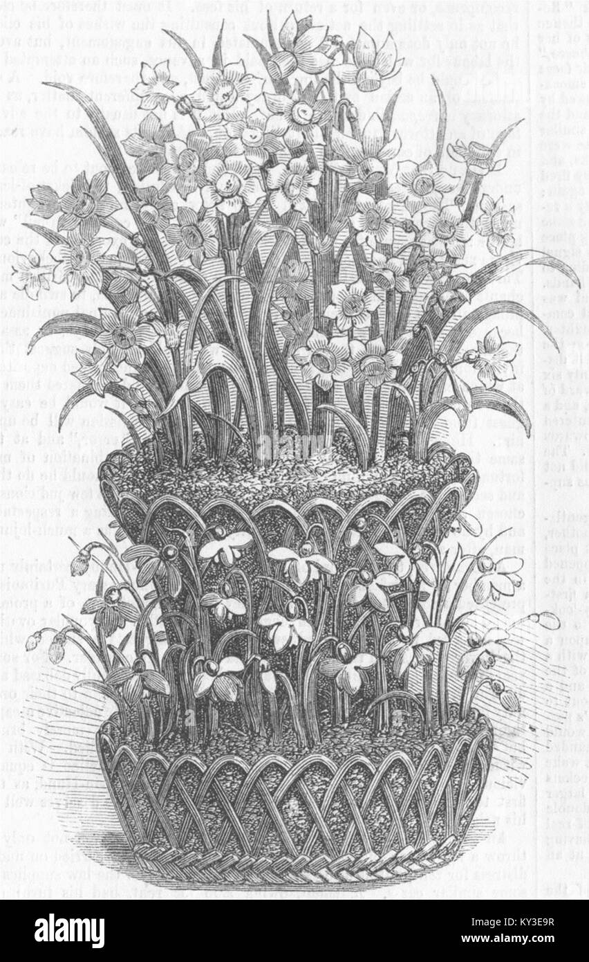 FLOWERS Polyanthus Narcissus 1856. Illustrated Times Stock Photo - Alamy
