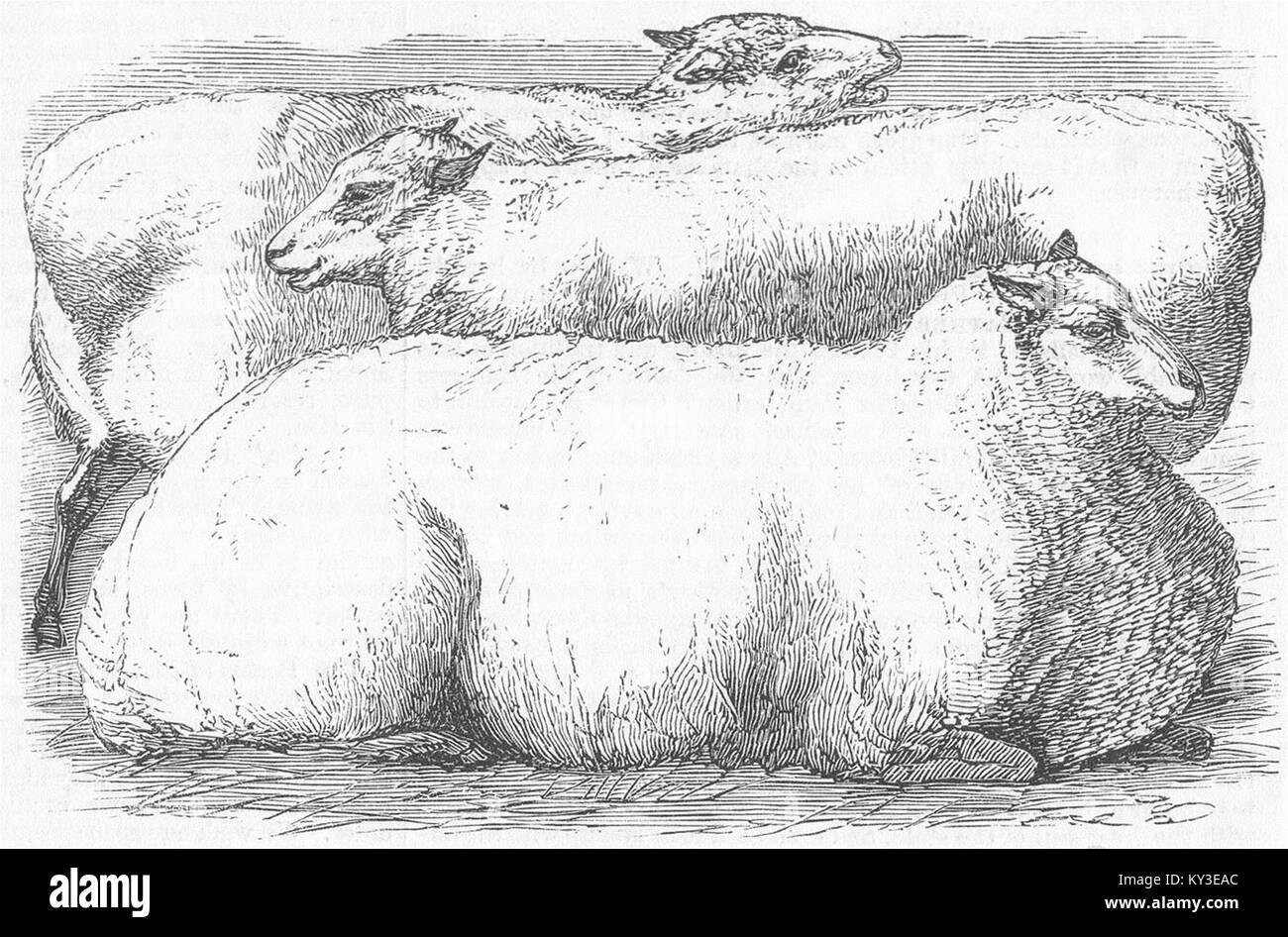 Prize sheep hi-res stock photography and images - Alamy