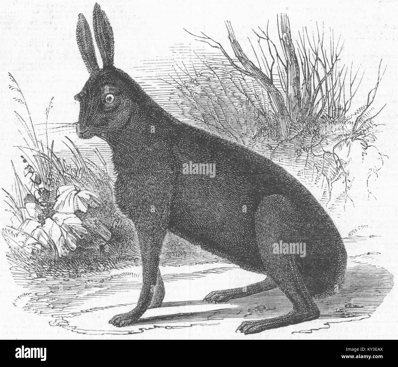 SUFFOLK Black hare shot in Suffolk 1847. Illustrated London News Stock ...