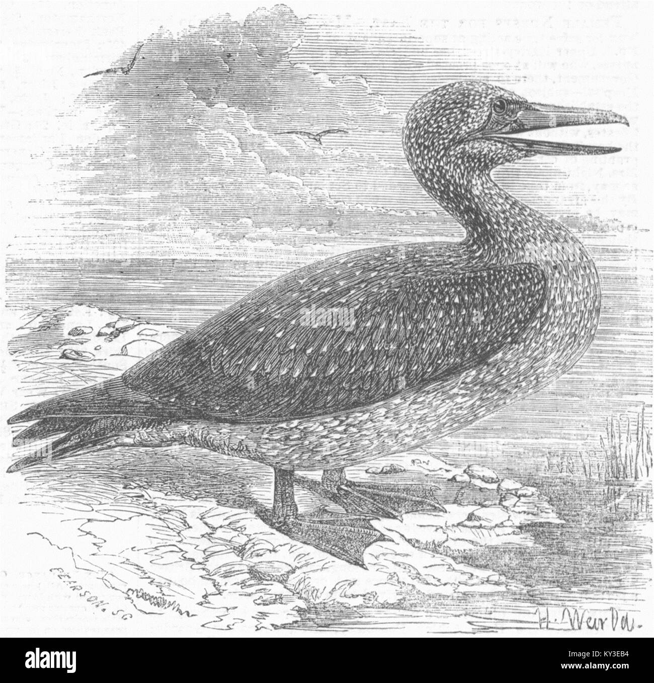 Solan birds hi-res stock photography and images - Alamy