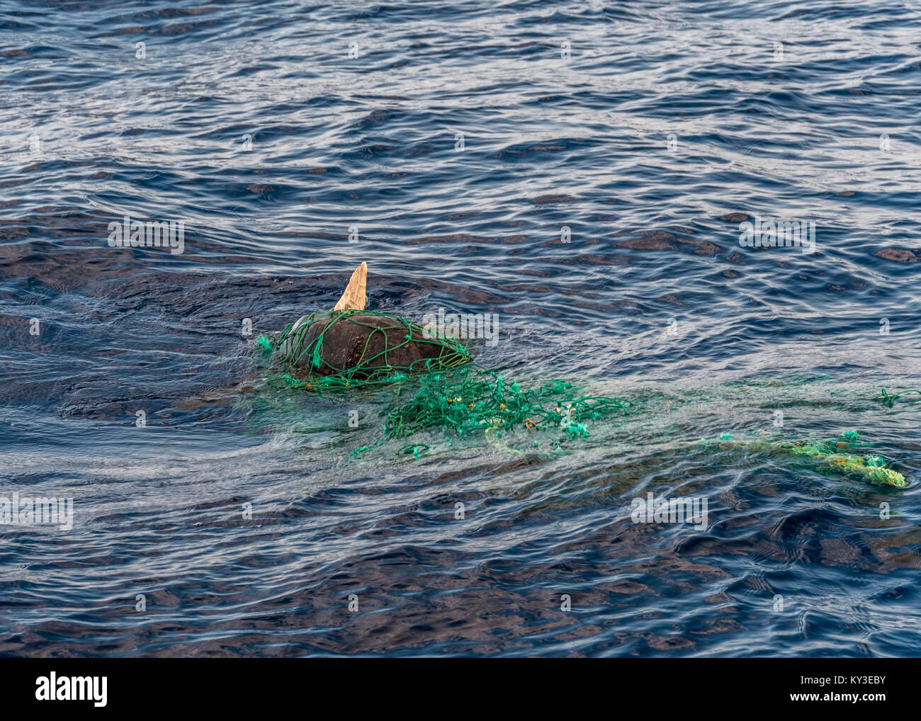 A Loggerhead Turtle Trapped in a Plastic Fishing Net in the Atlantic ...