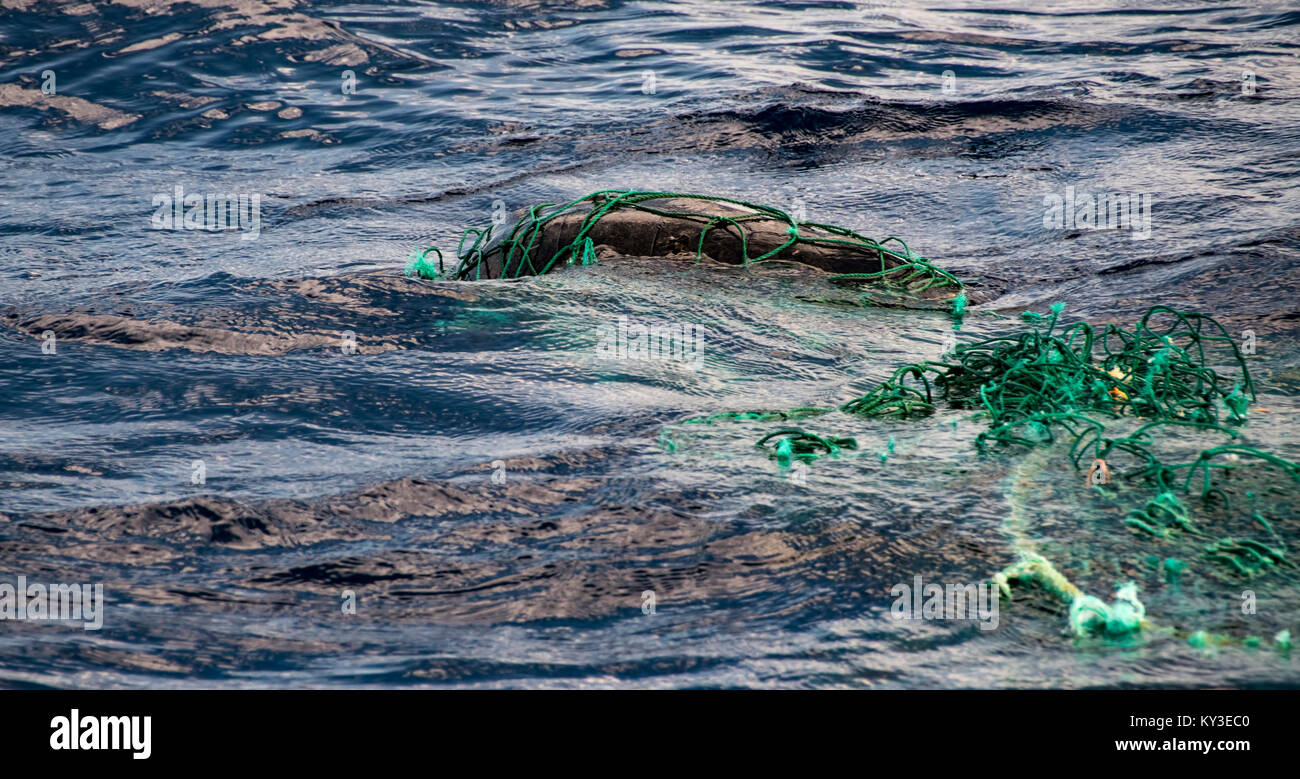 A Loggerhead Turtle Trapped in a Plastic Fishing Net in the Atlantic ...