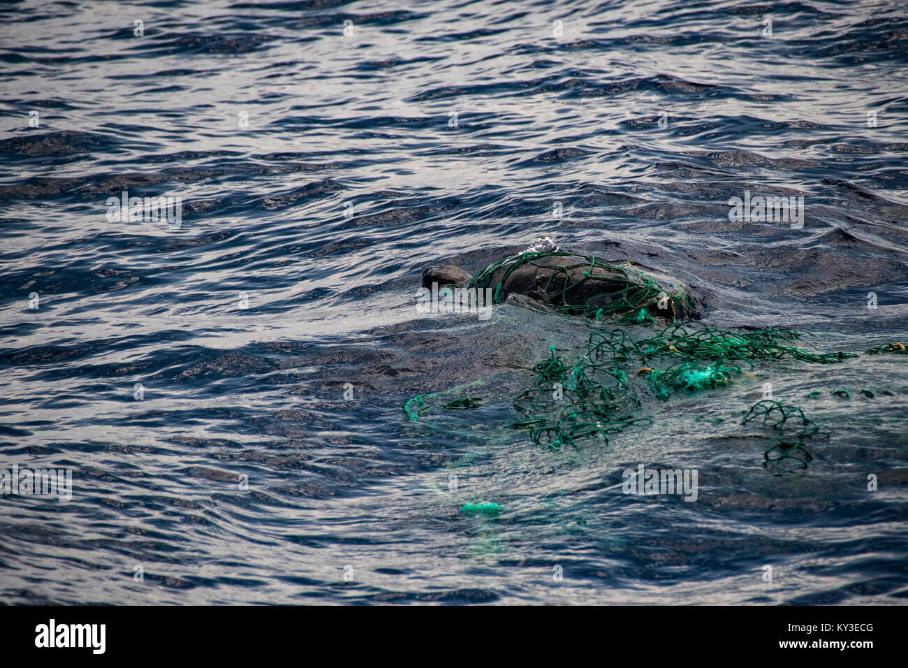A Loggerhead Turtle Trapped in a Plastic Fishing Net in the Atlantic ...