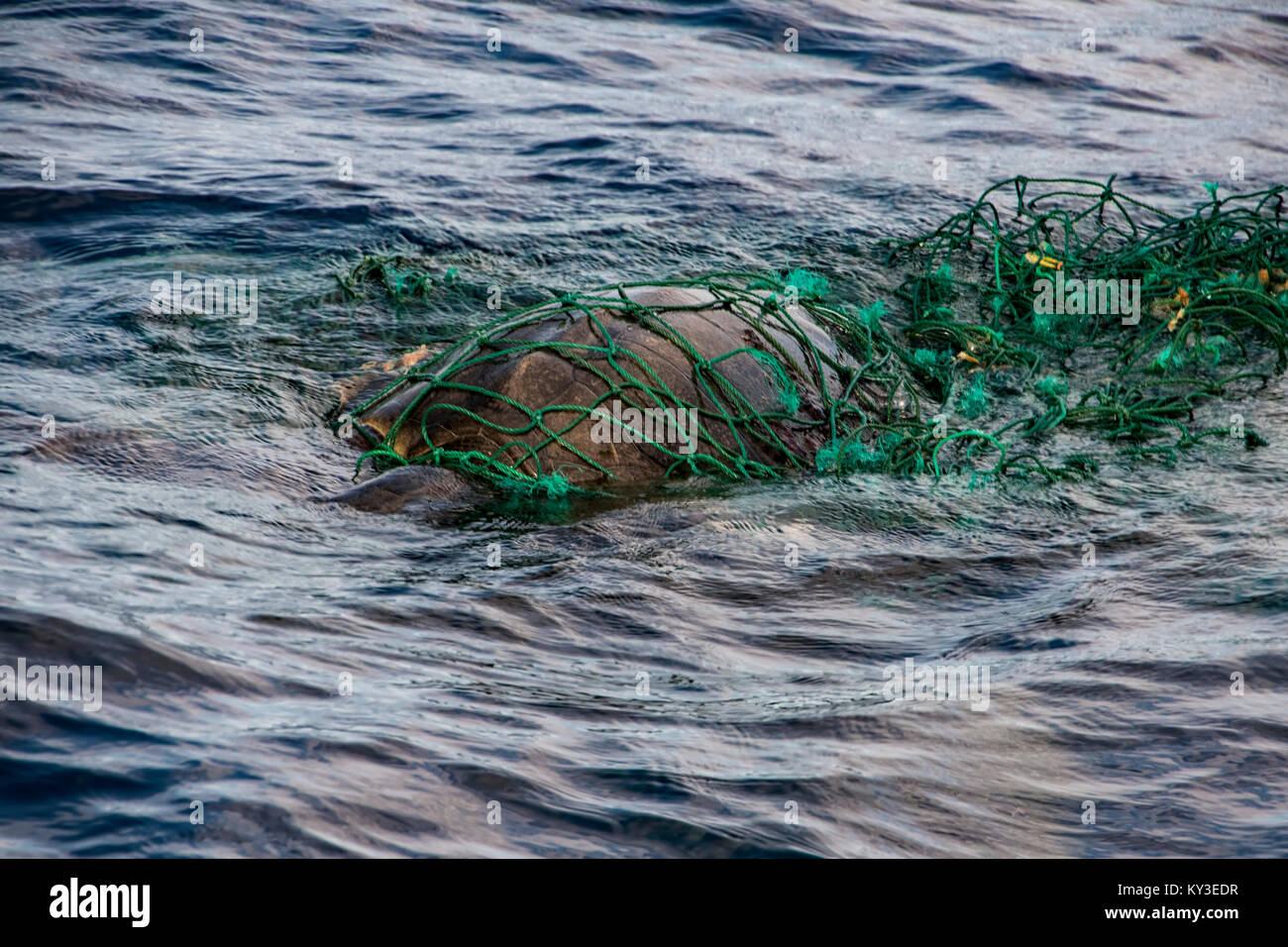 Turtle caught in net hi-res stock photography and images - Alamy
