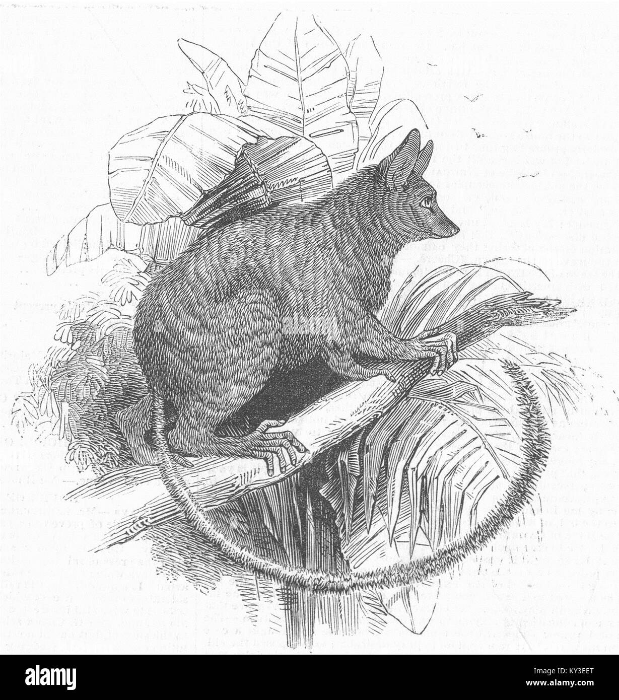 Illustrated animals hi-res stock photography and images - Alamy