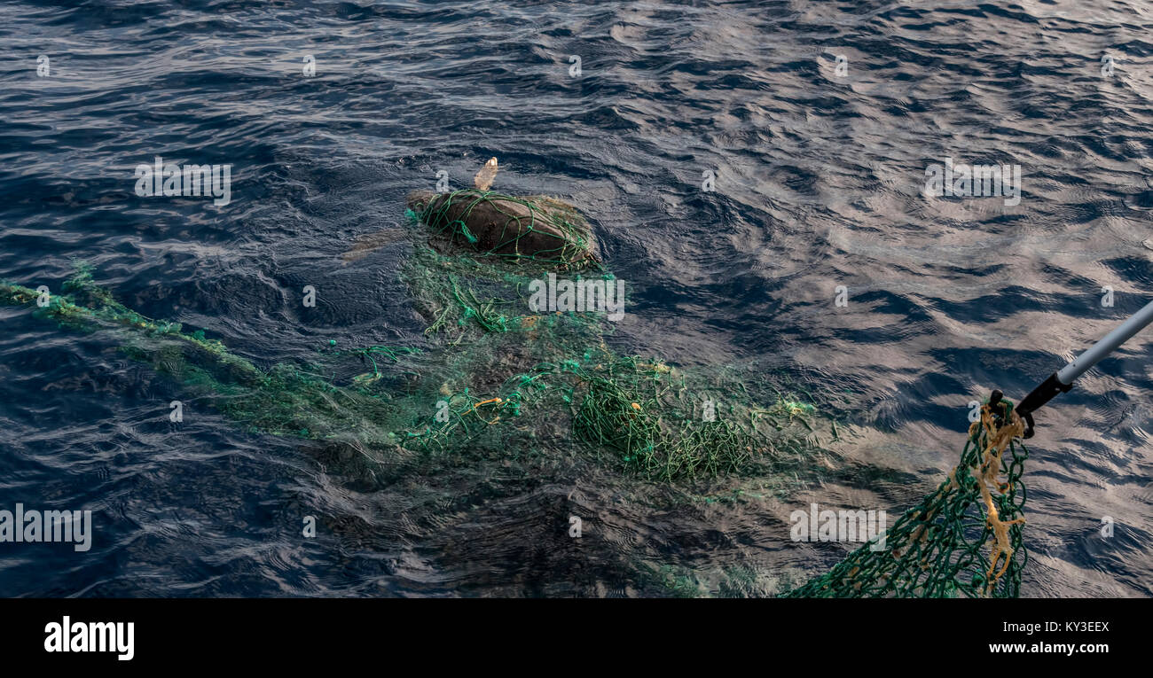 A Loggerhead Turtle Trapped in a Plastic Fishing Net in the Atlantic ...