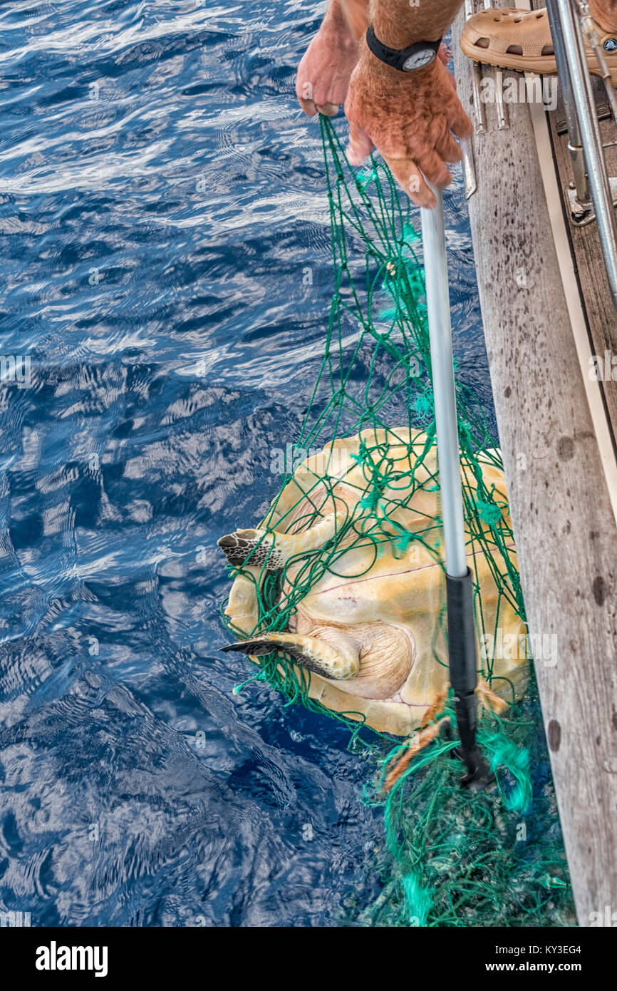 A Loggerhead Turtle Trapped in a Plastic Fishing Net in the Atlantic ...