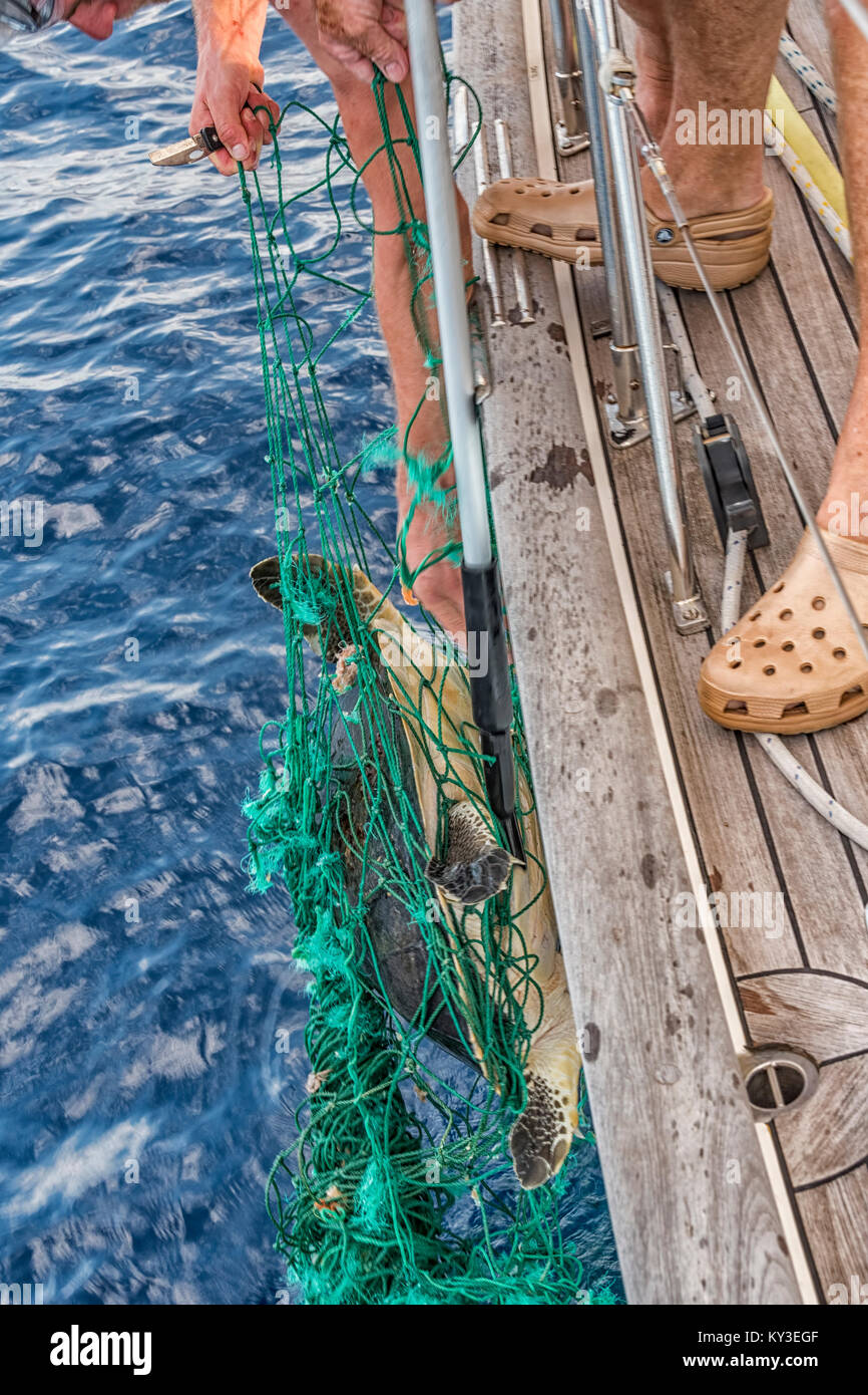 A Loggerhead Turtle Trapped in a Plastic Fishing Net in the Atlantic ...