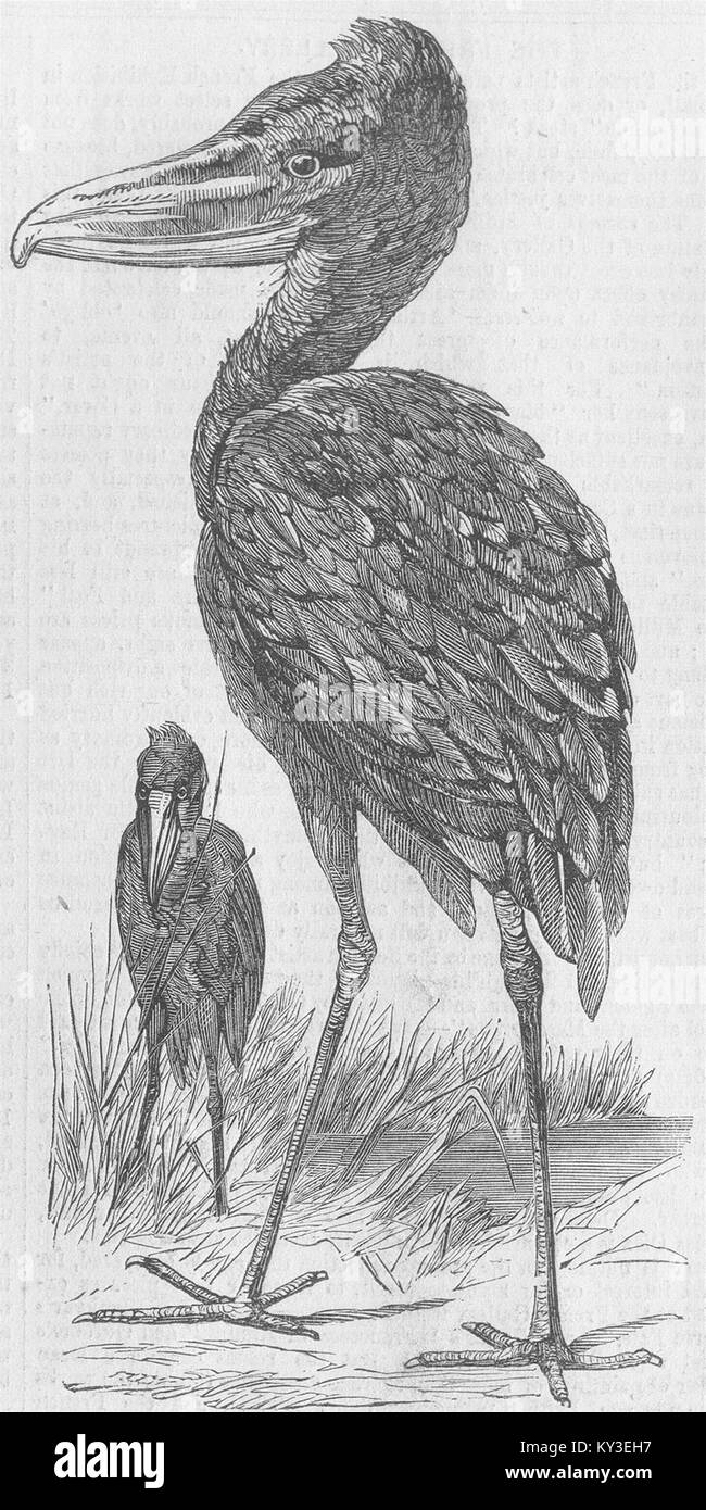 BIRDS Egyptian stork 1860. Illustrated Times Stock Photo - Alamy