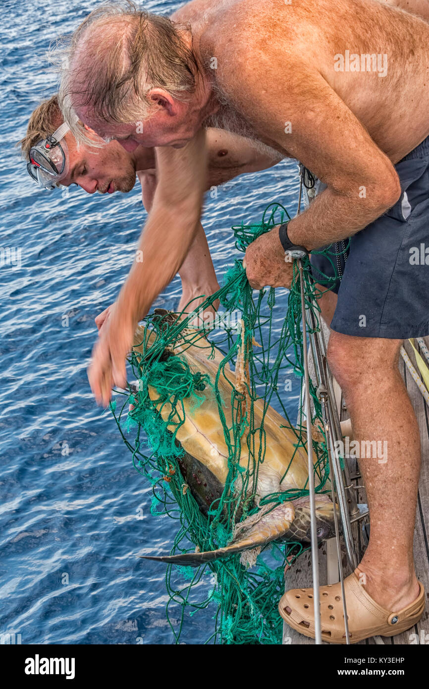 A Loggerhead Turtle Trapped in a Plastic Fishing Net in the Atlantic ...
