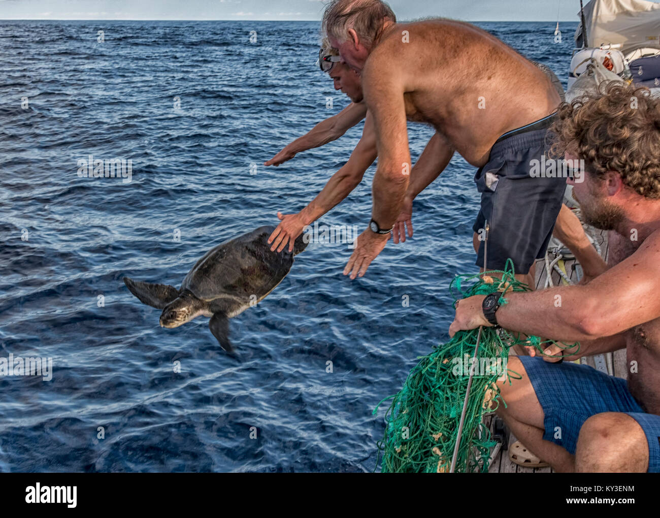 A Loggerhead Turtle Trapped in a Plastic Fishing Net in the Atlantic ...