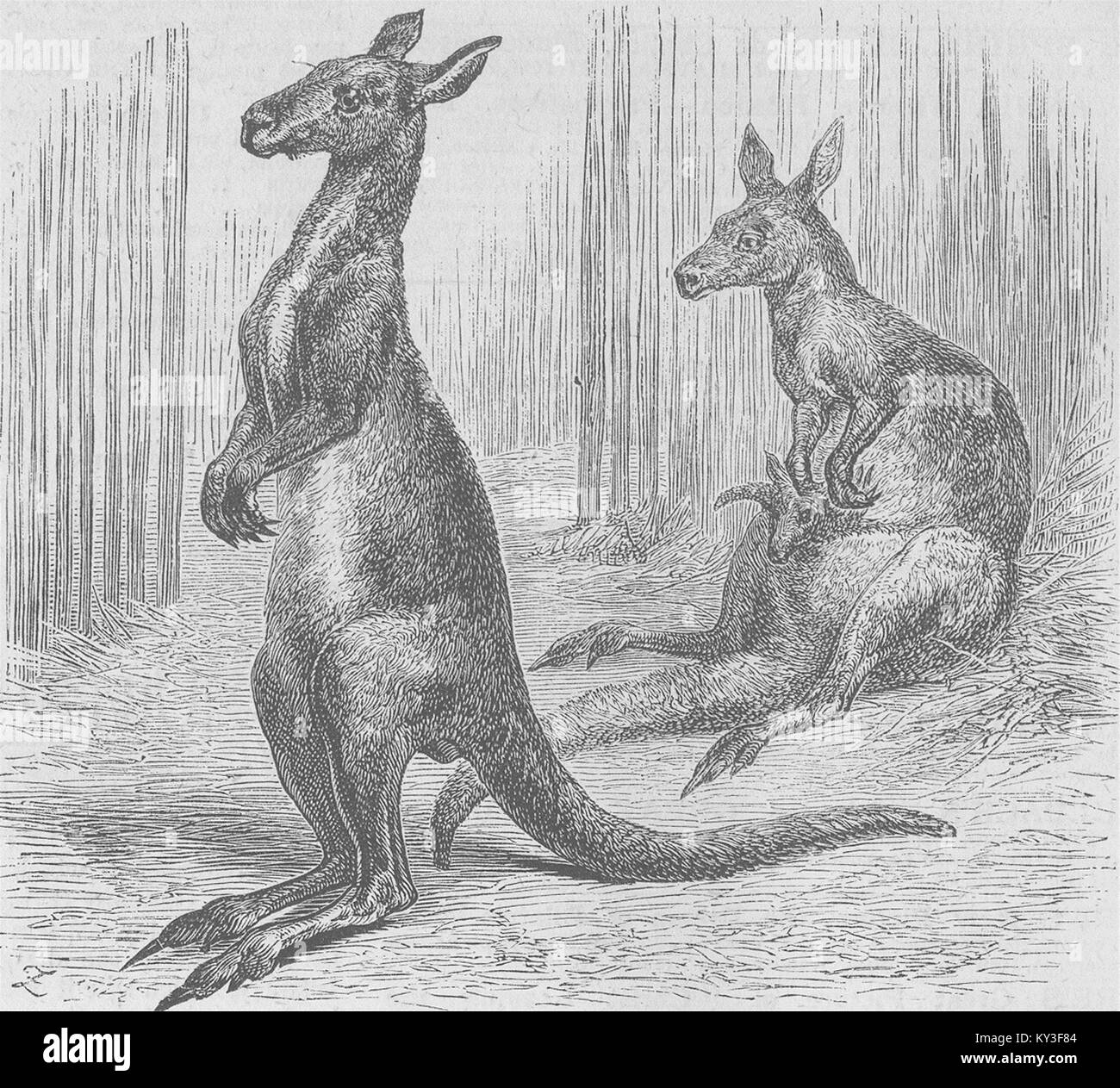 AUSTRALIA Australian Squatters 1874. The Graphic Stock Photo - Alamy