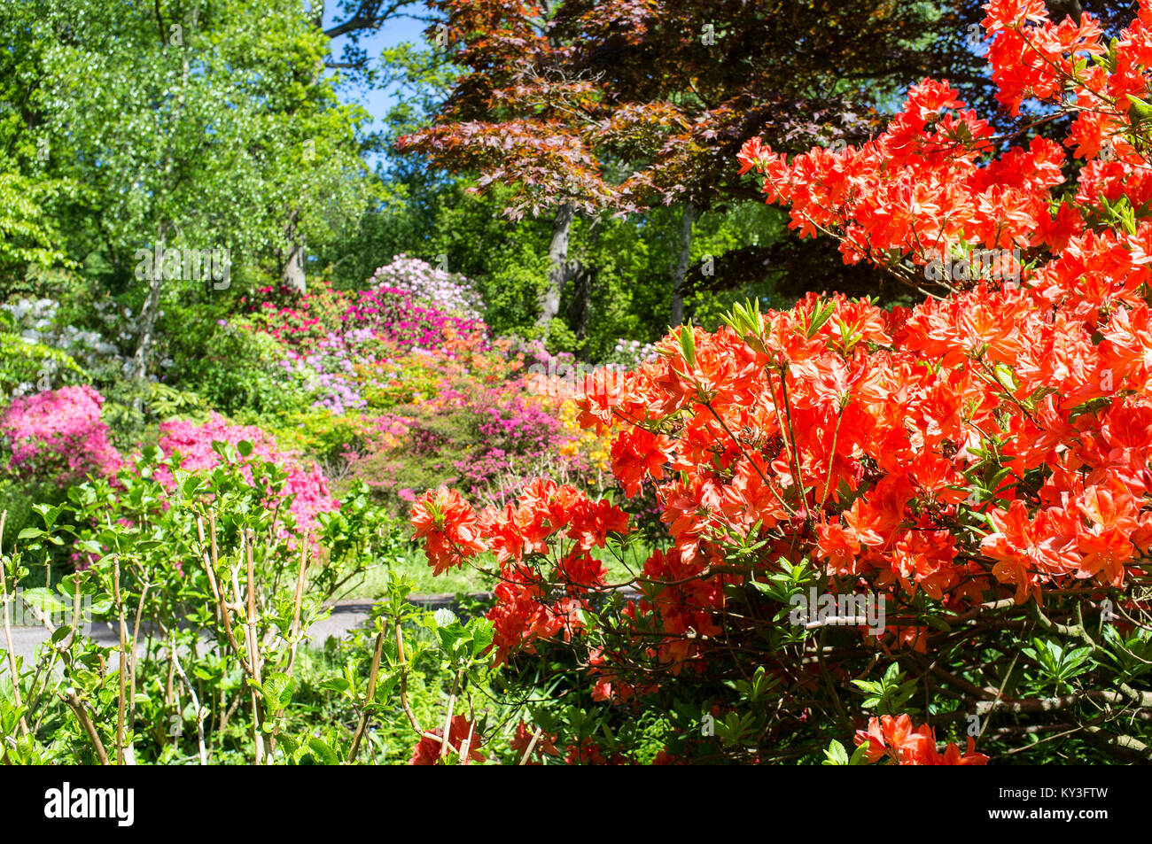 Orange azaleas hi-res stock photography and images - Alamy
