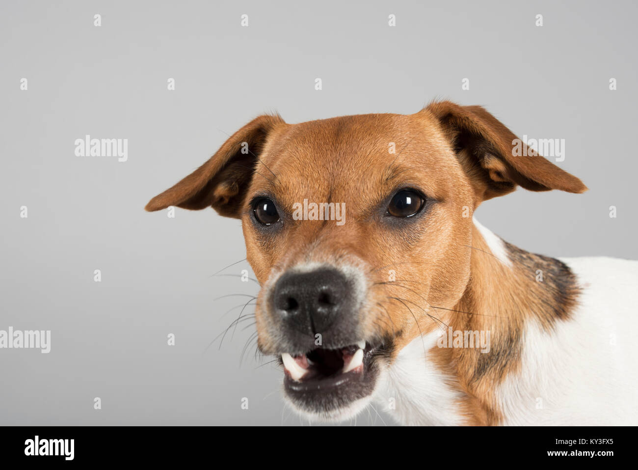 Portrait of a pet jack russell terrier puppy in the UK Stock Photo - Alamy