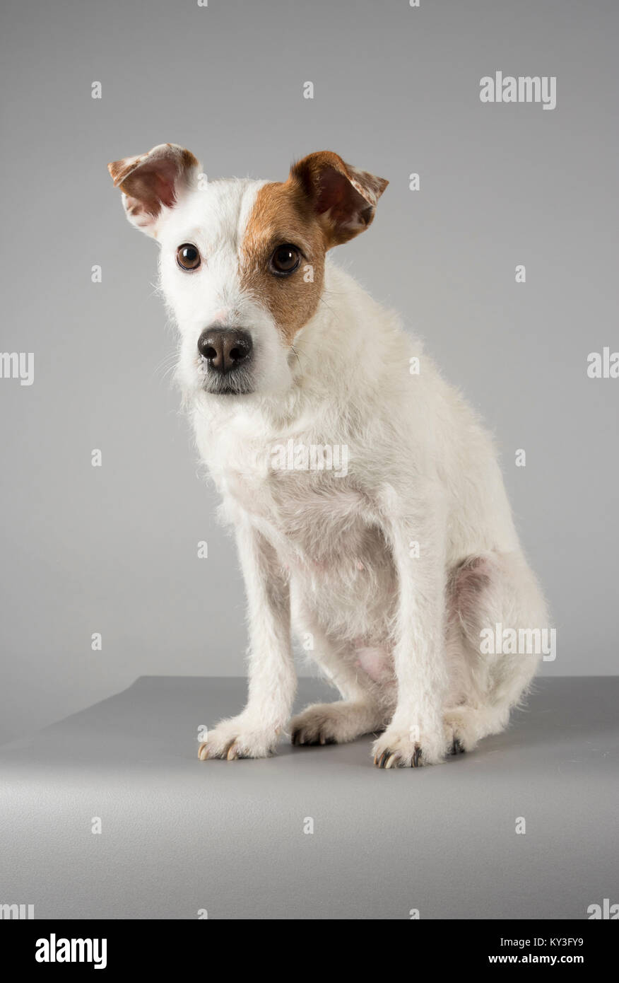Wirehaired Jack Russell Terrier, female, UK Stock Photo - Alamy