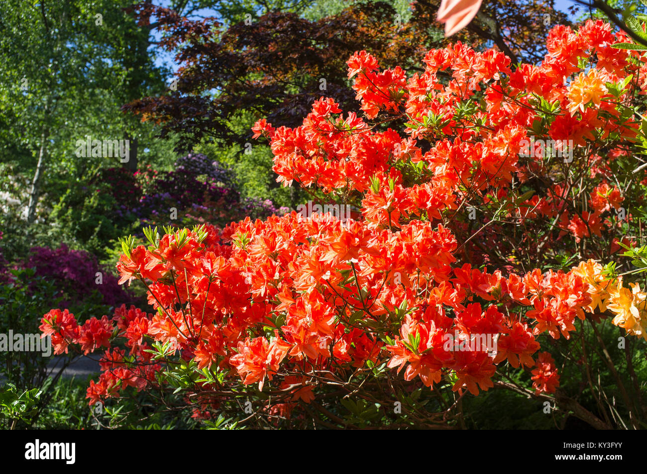 Azaleas hi-res stock photography and images - Alamy