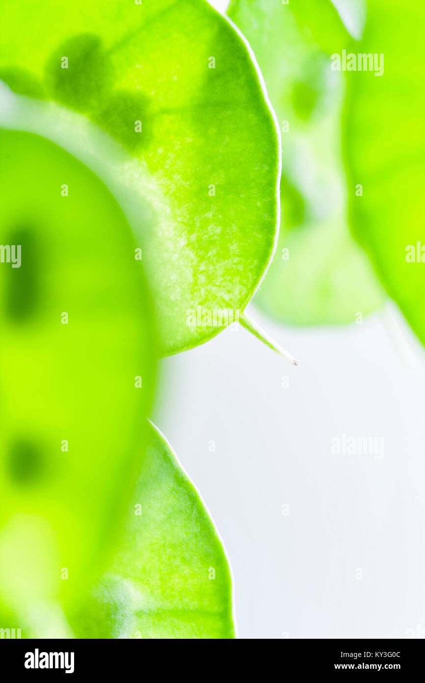 Honesty seed pod hi-res stock photography and images - Alamy