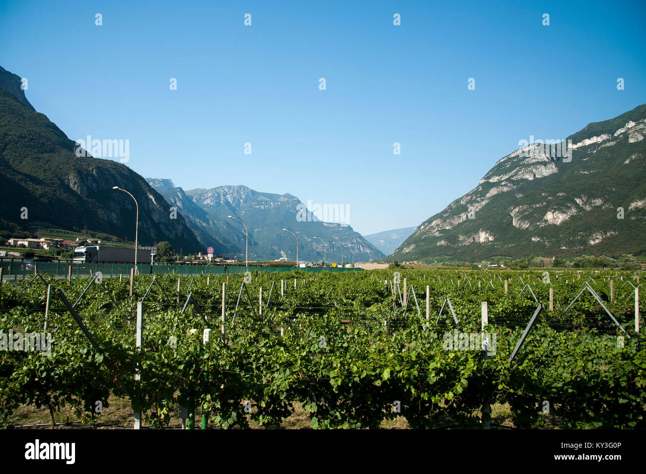 Wineyard by Belluno Veronese, Veneto, Italy. 8 August 2016 © Wojciech ...