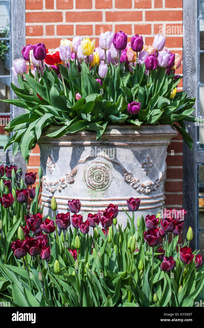 TULIPS DISPLAYED IN LARGE URN AND POTS OUTSIDE HOUSE Stock Photo - Alamy