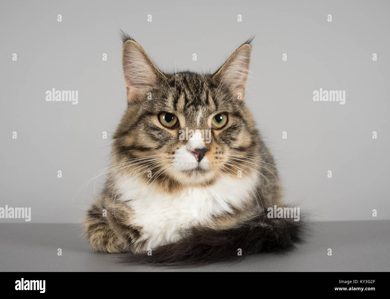 Curled up cats hi-res stock photography and images - Alamy