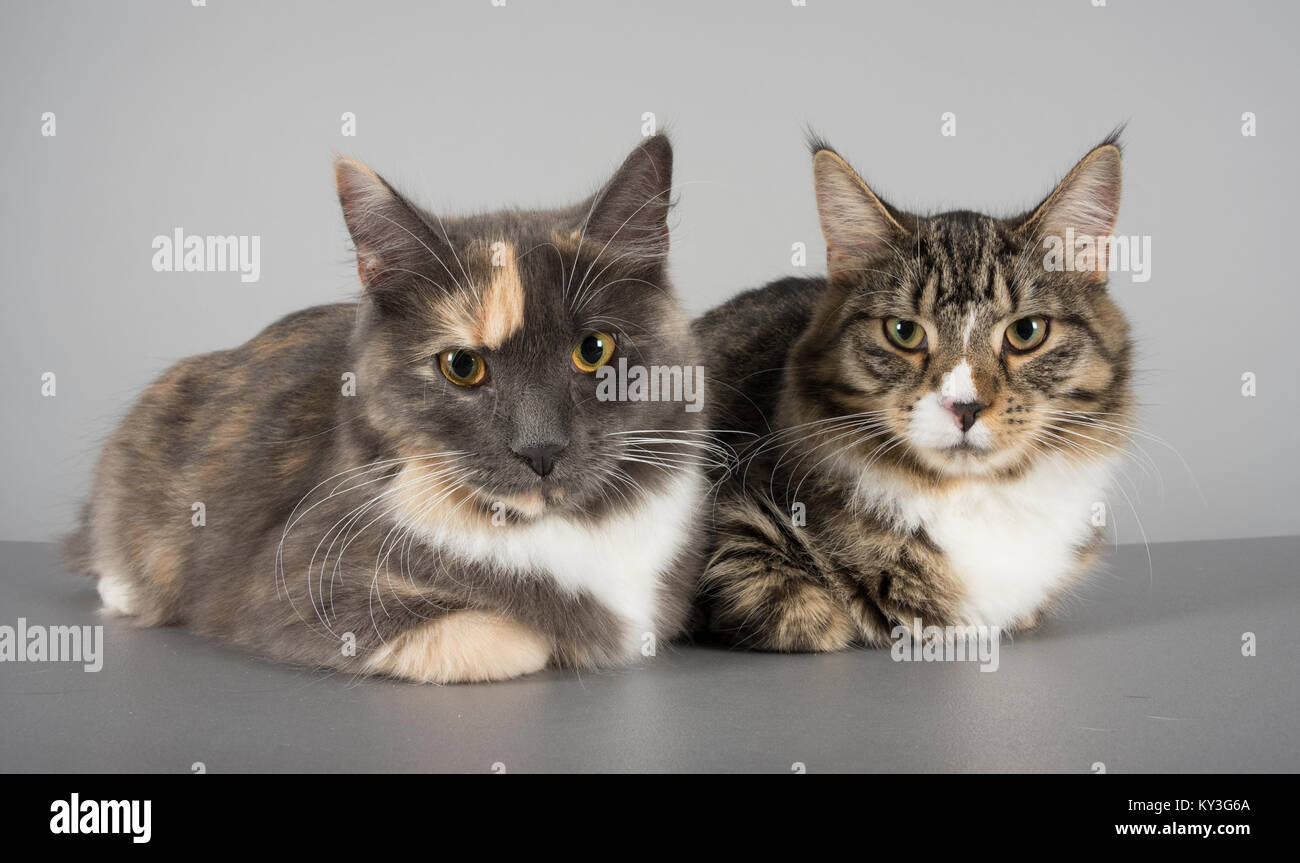 Domestic cats in the UK Stock Photo - Alamy