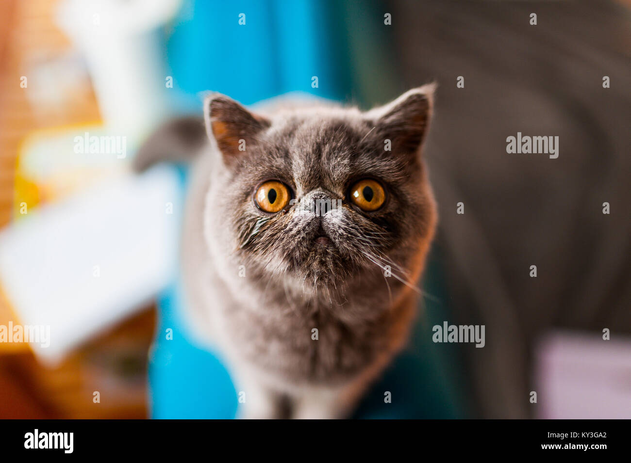 Exotic fur chair hi-res stock photography and images - Alamy